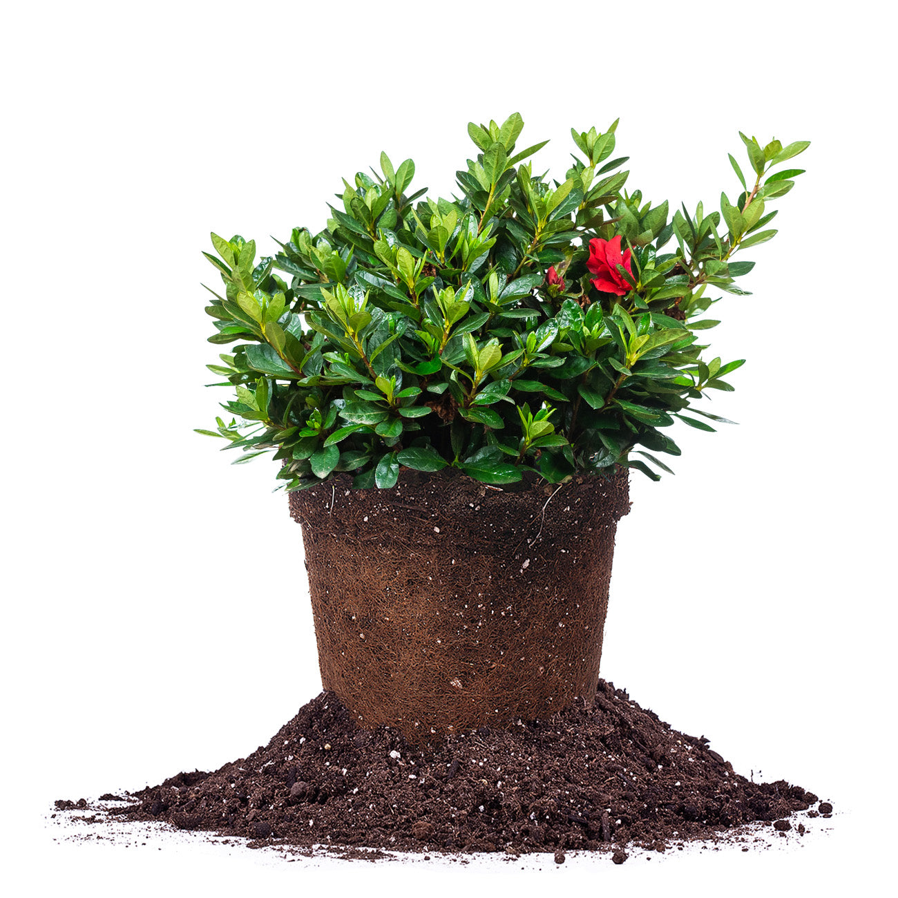 Autumn Fire™ Encore® Azalea for Sale | Buy Encore Azaleas | Perfect Plants