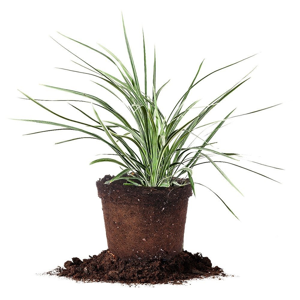Aztec Grass for Sale | Buy Ground Covering Online | Perfect Plants Nursery