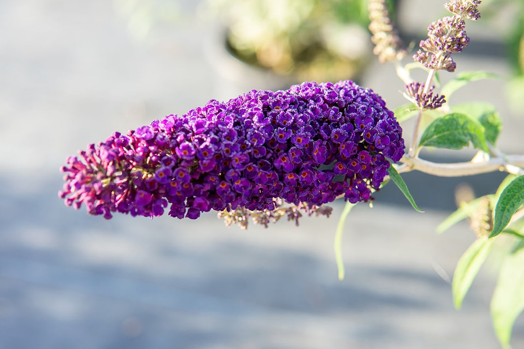 Dark Knight Lilac Black Knight Butterfly Bush For Sale | The Tree