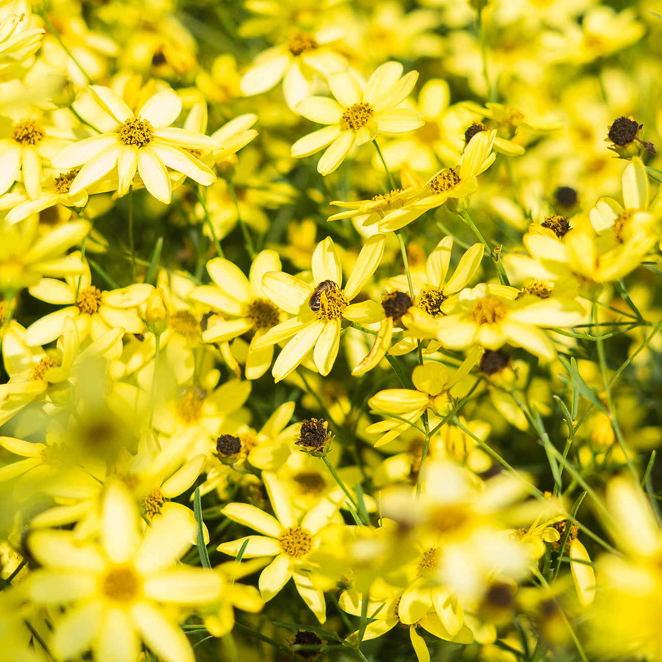 Buy Coreopsis Moonbeam for Sale | Buy Perennials Online | Perfect Plants