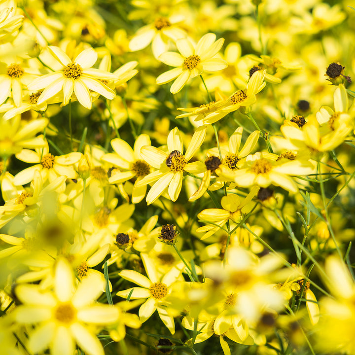 moonbeam coreopsis native