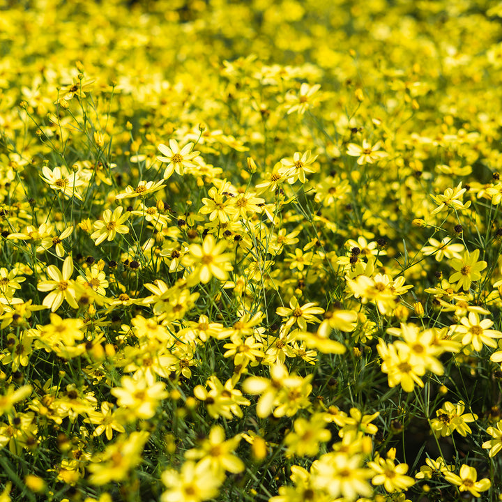does moonbeam coreopsis spread