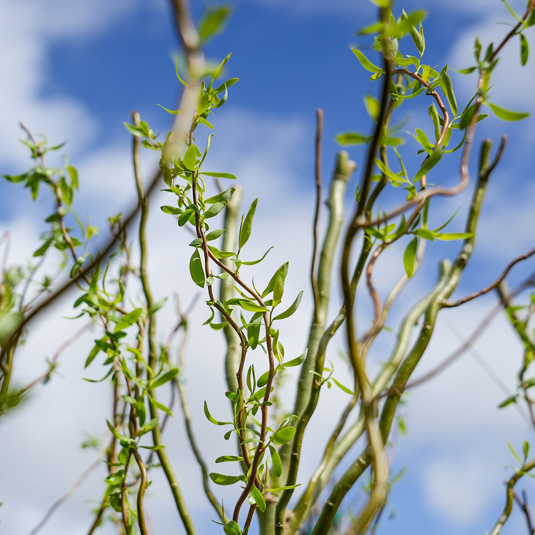 corkscrew willow pruning