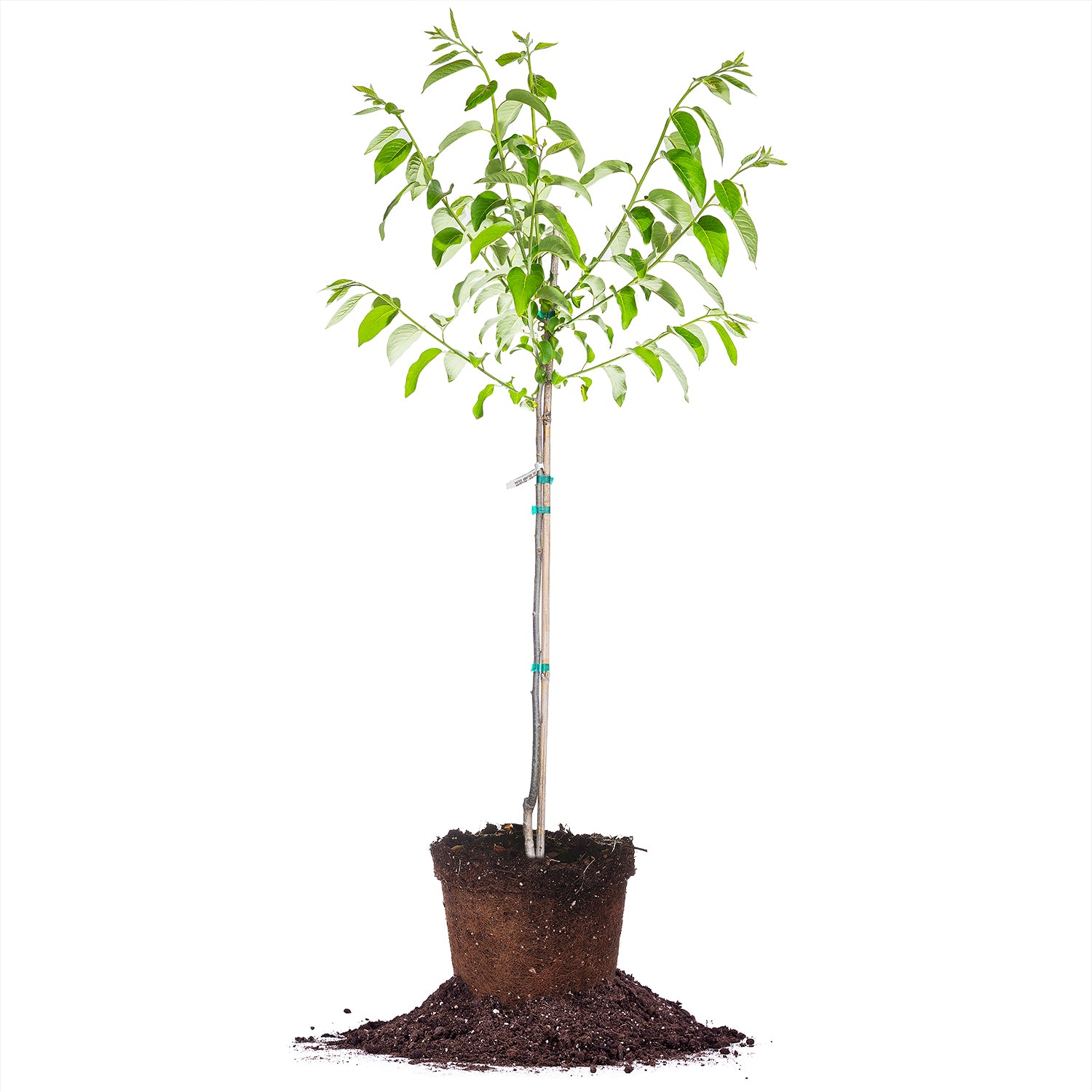 Buy Deer Candy Persimmon Tree for Sale | Perfect Plants