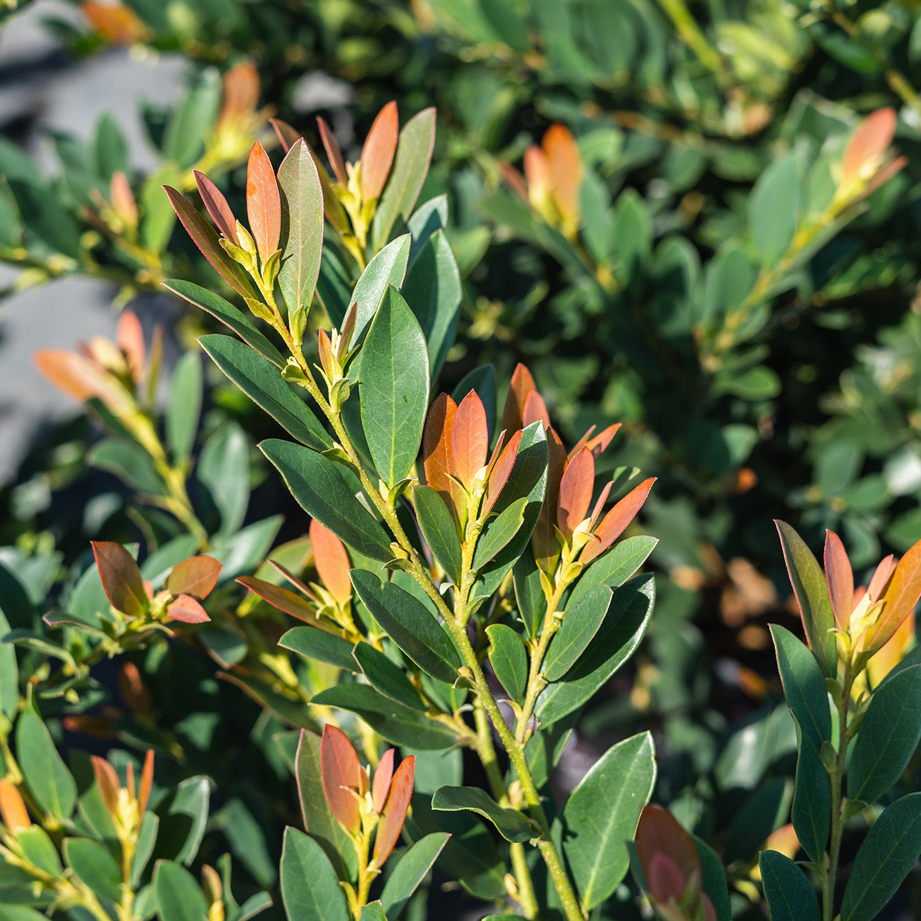 Buy Coppertone Distylium for Sale Online | Perfect Plants