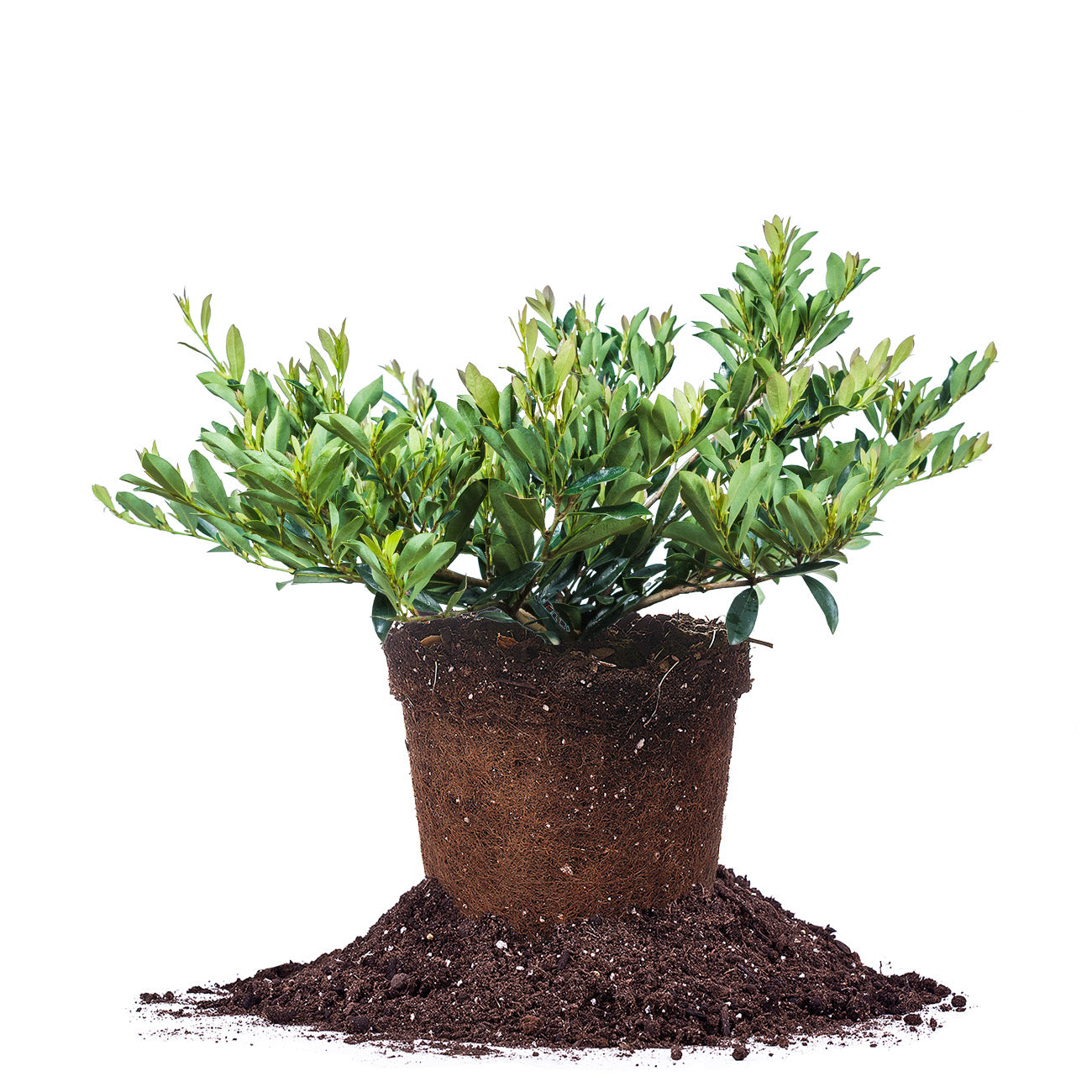 Distylium Blue Cascade for Sale Online | Perfect Plants