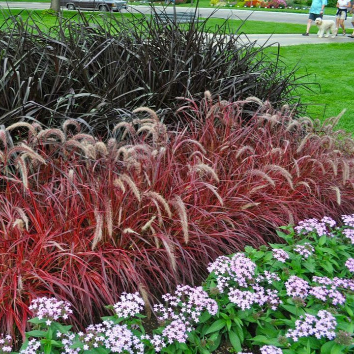 Fireworks Fountain Grass for Sale | Buy Shrubs Online | Perfect Plants