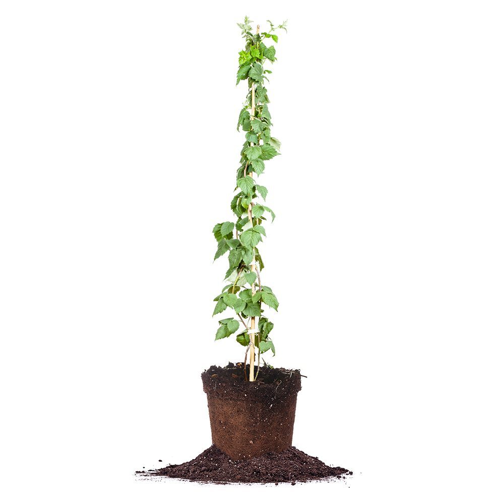 Glencoe Thornless Raspberry Bush for Sale | Perfect Plants