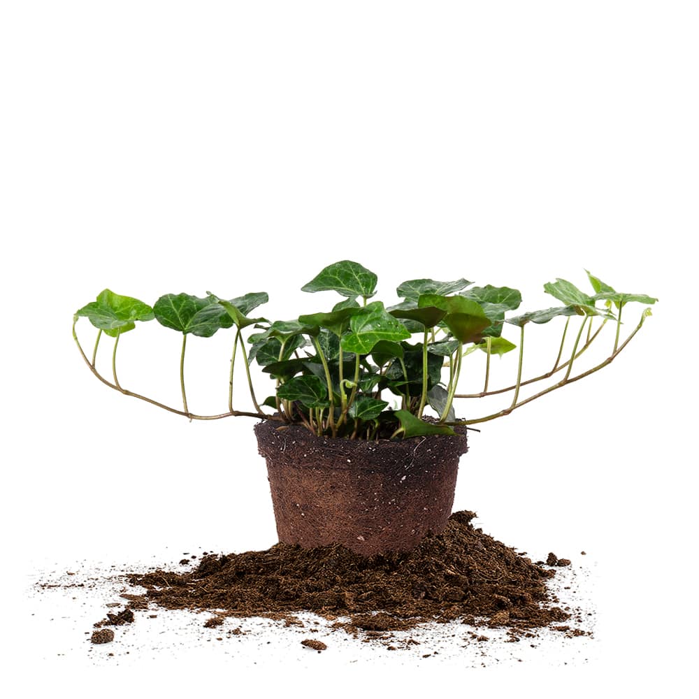Hedera Helix English Ivy for Sale | Buy Houseplants Online | Perfect Plants