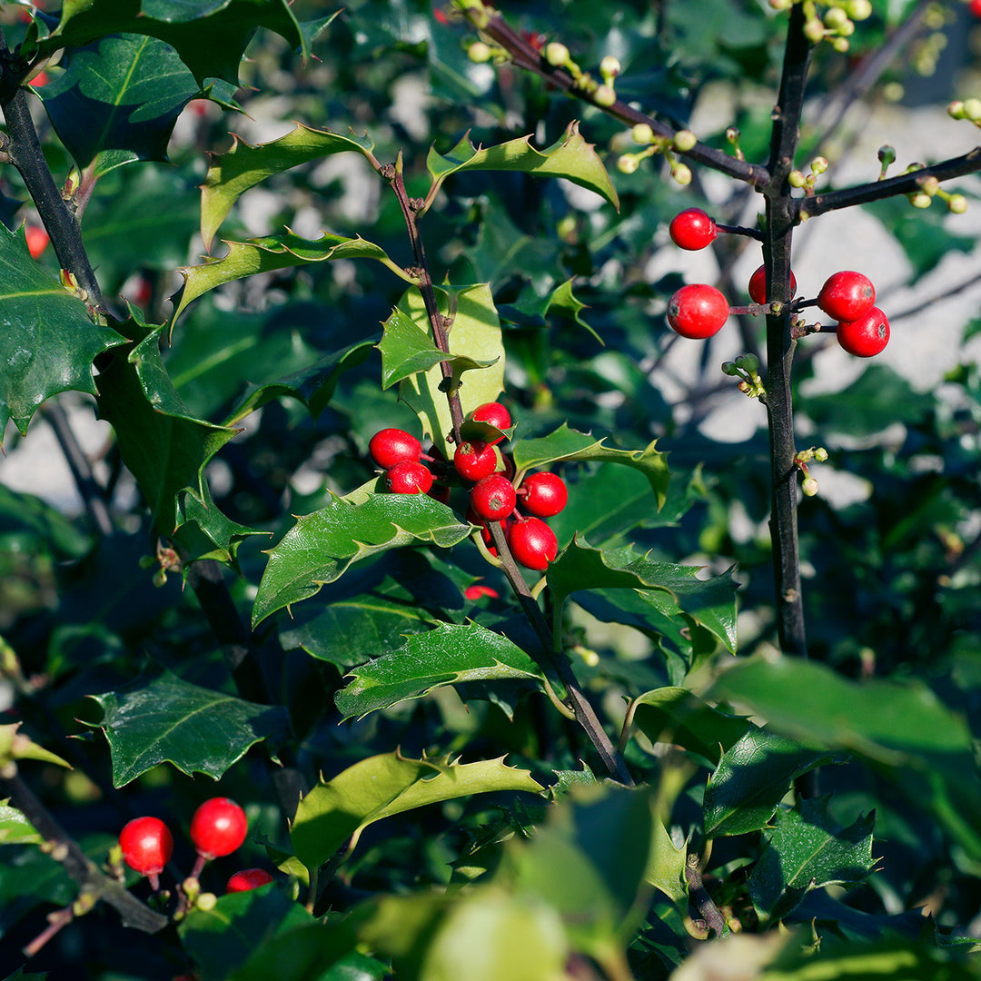 Prince And Princess Blue Holly Brookdale Treeland Nurseries Combo