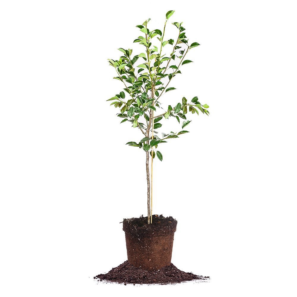 Shop Hood Pear Tree for Sale | Buy Pear Trees Online | Perfect Plants