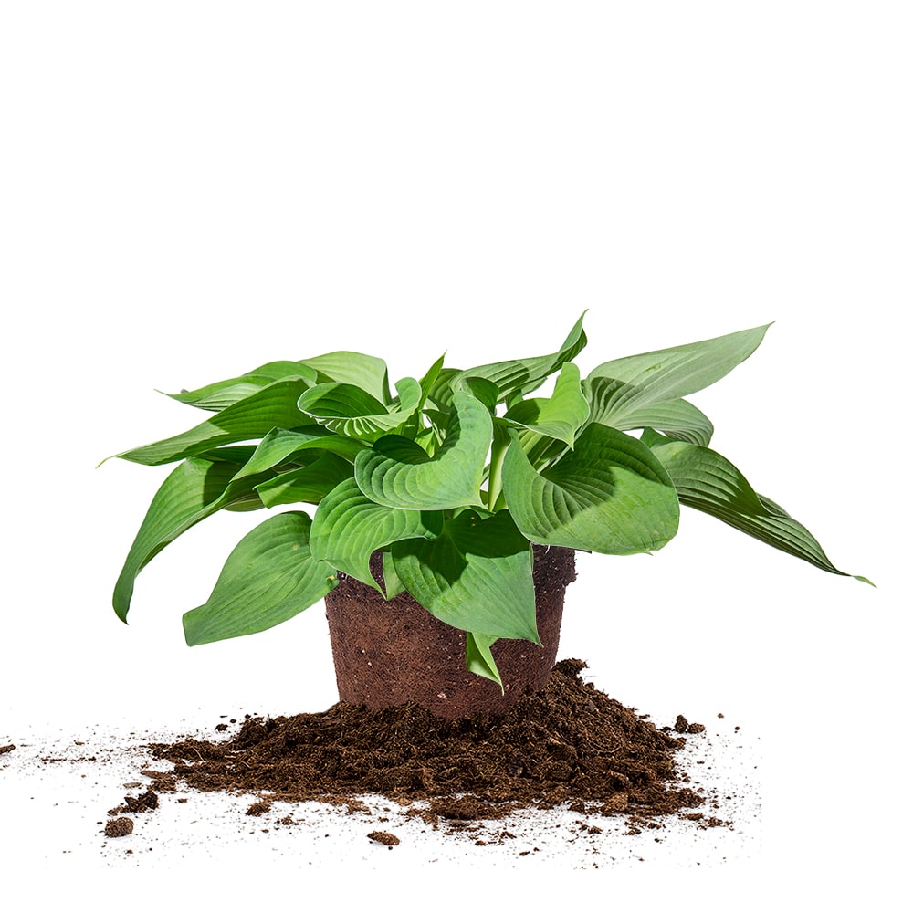 Hosta Halcyon for Sale | Buy Hostas Online | Perfect Plants