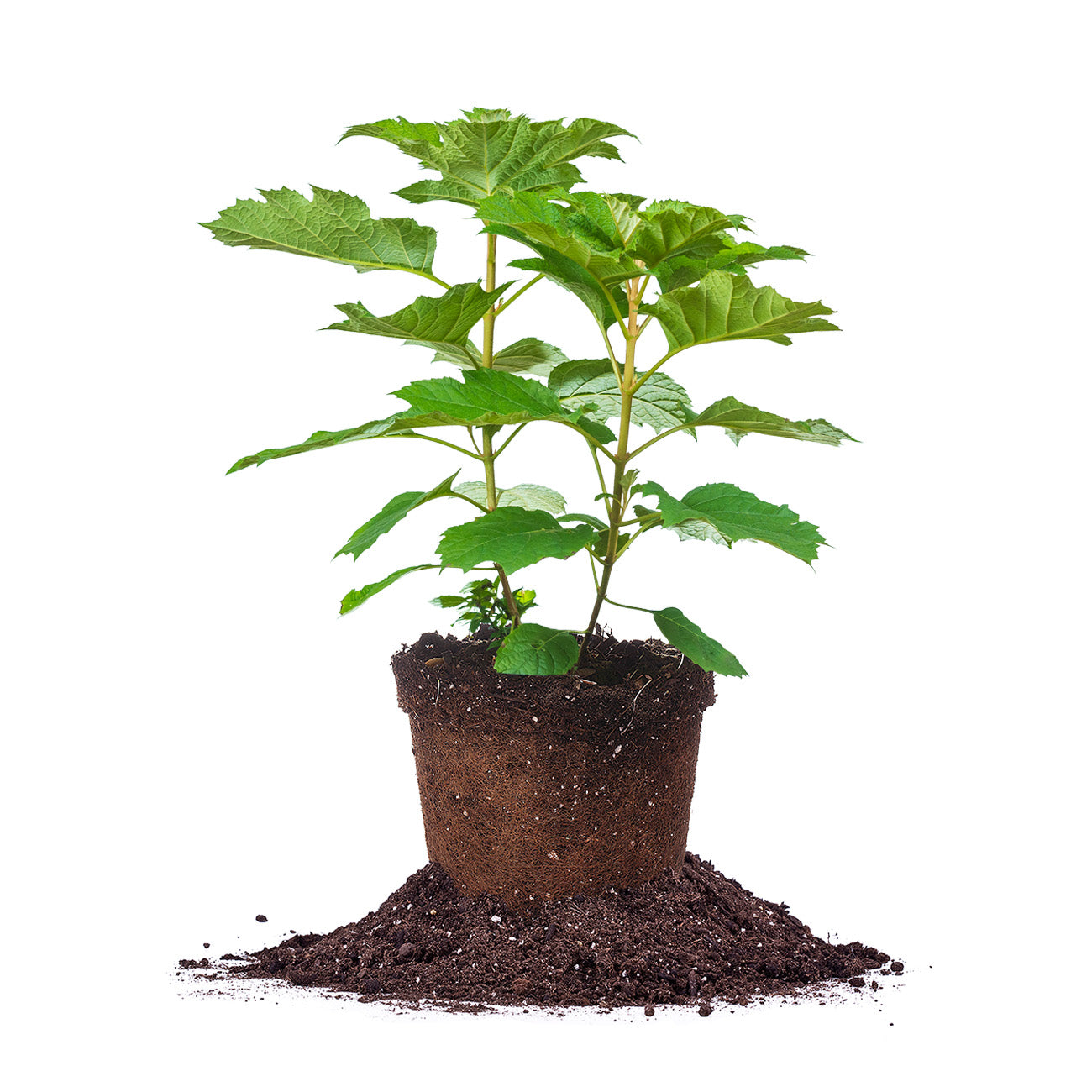 Shop the Dwarf Oakleaf Ruby Slippers Hydrangea for Sale | Perfect Plants