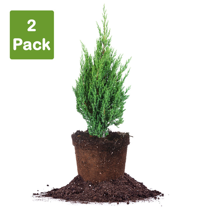 Blue Point Juniper Problems Buy Blue Arrow Juniper Trees Online