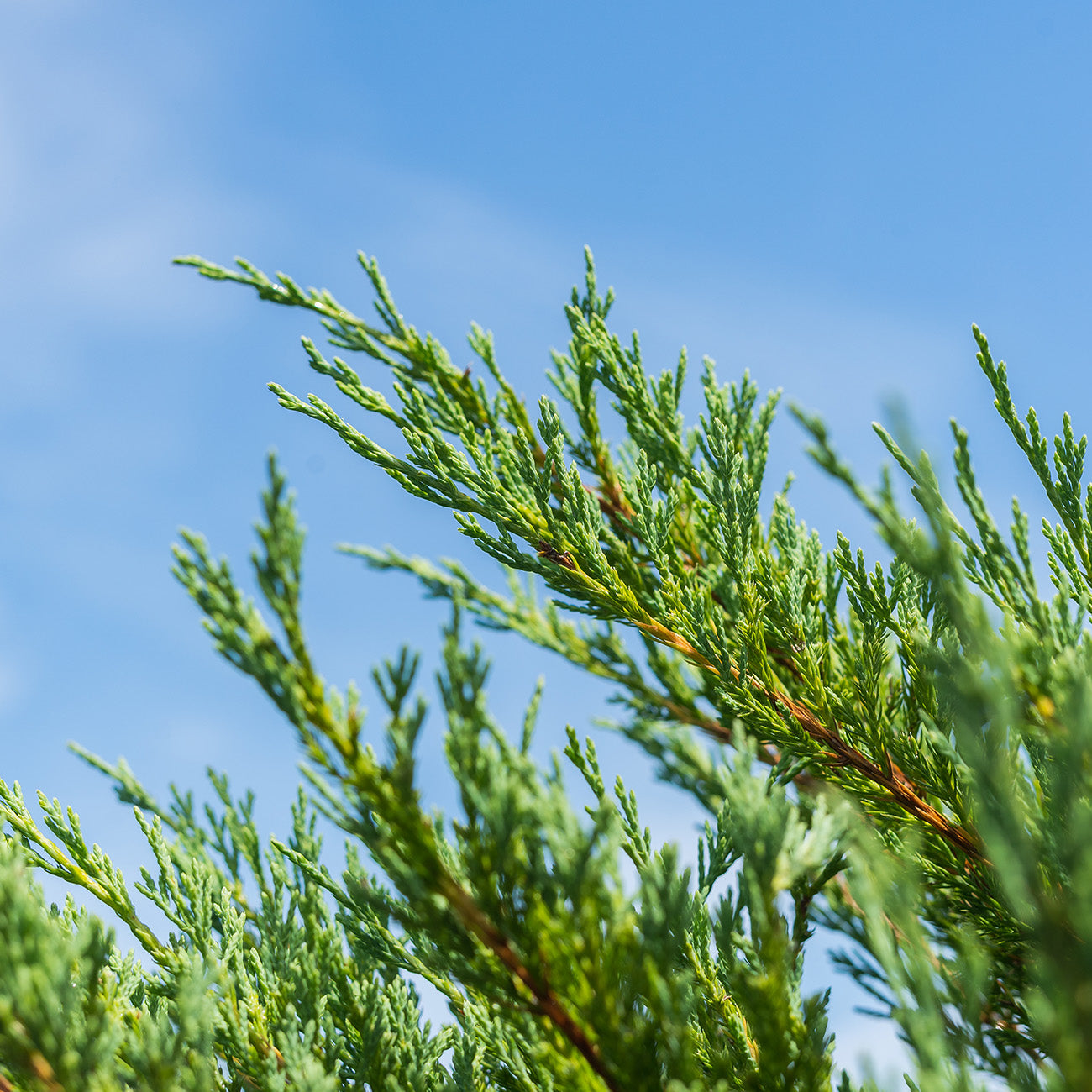 Buy Youngstown Andorra Juniper Shrub for Sale | Perfect Plants