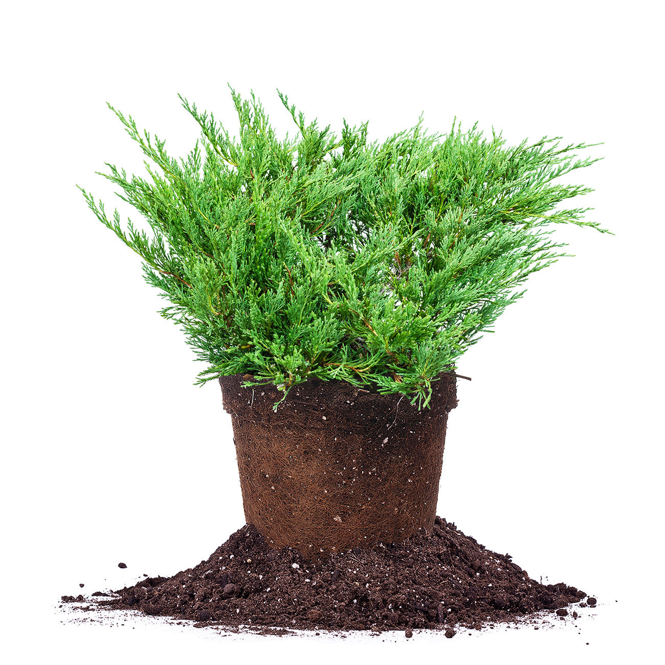 Buy Youngstown Andorra Juniper Shrub for Sale | Perfect Plants