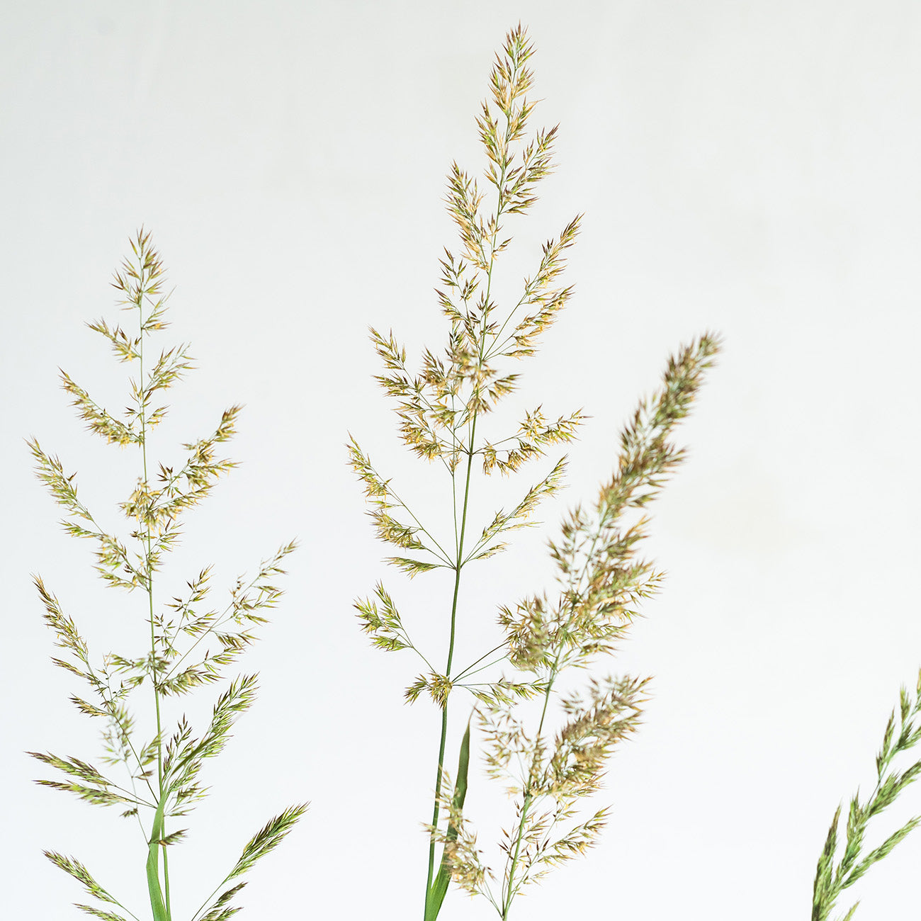 Karl Foerster Feather Reed Grass | Perfect Plants