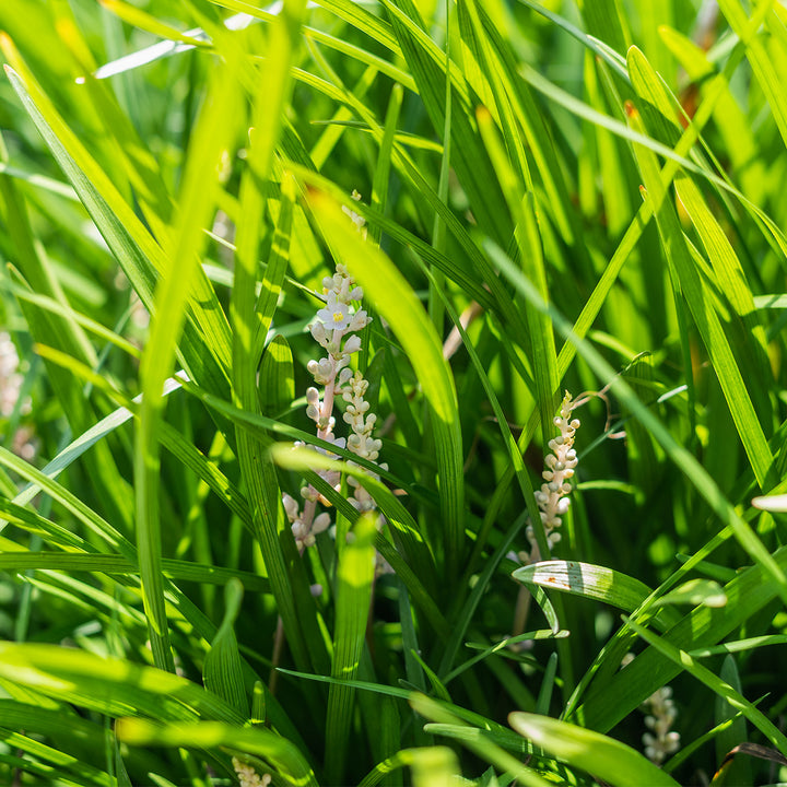 Liriope Spicata Variegata