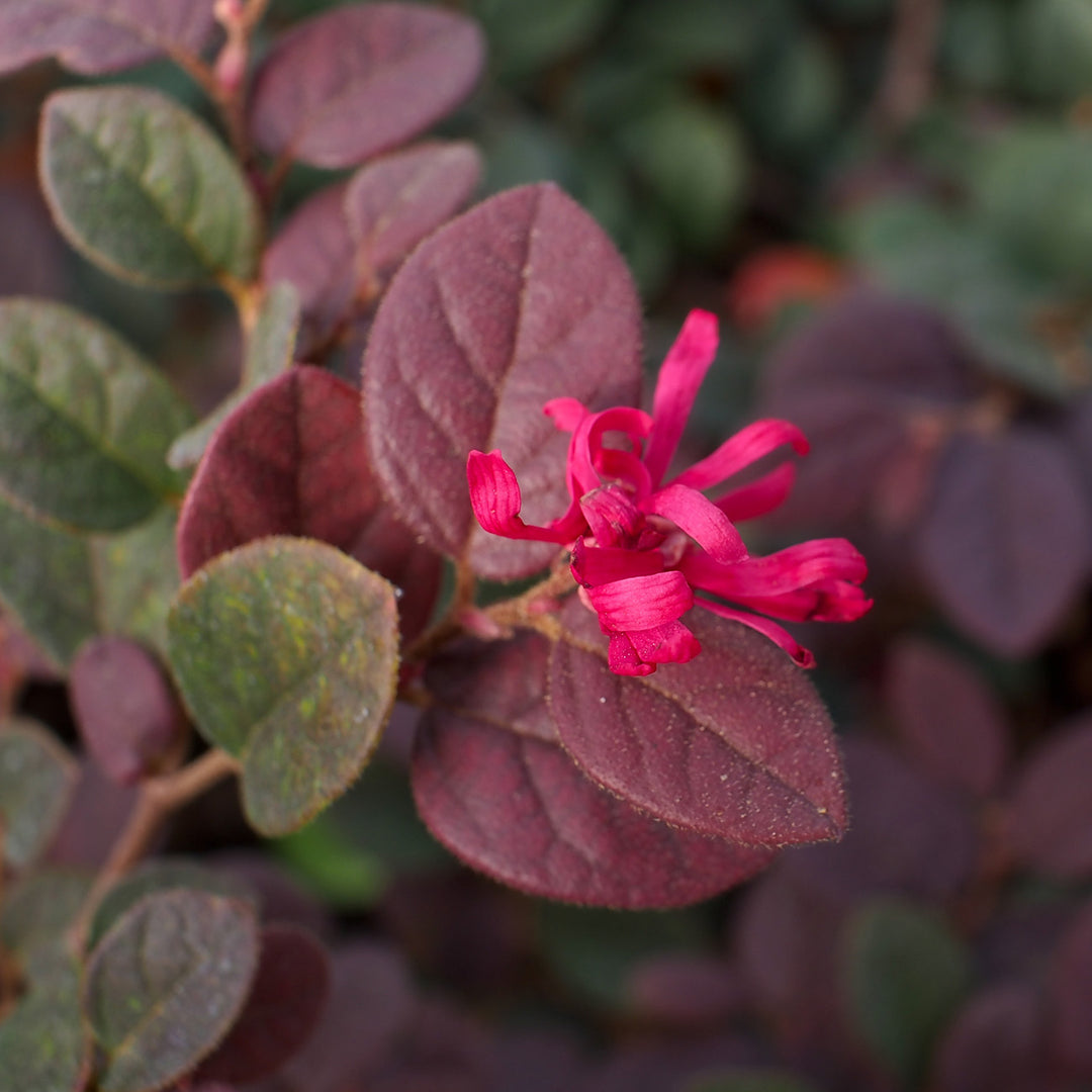 Buy Crimson Fire Dwarf Loropetalum Free Shipping 3 Gallon Size Pot