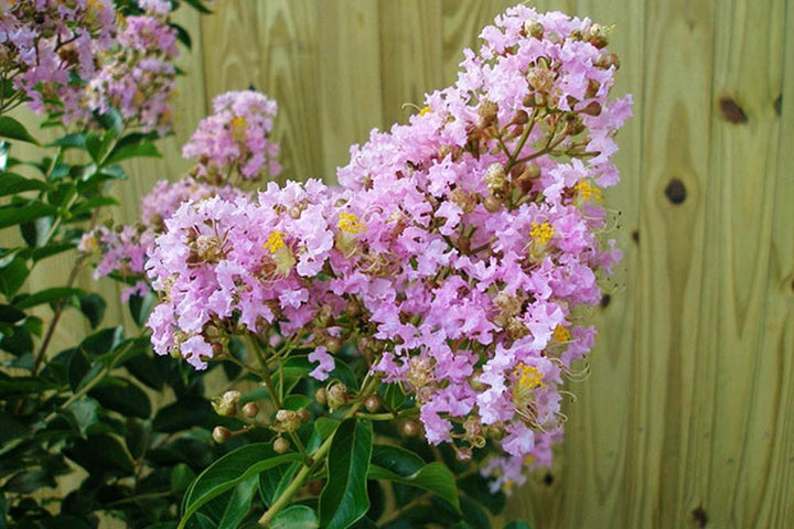Lagerstroemia Muskogee Crape Myrtle