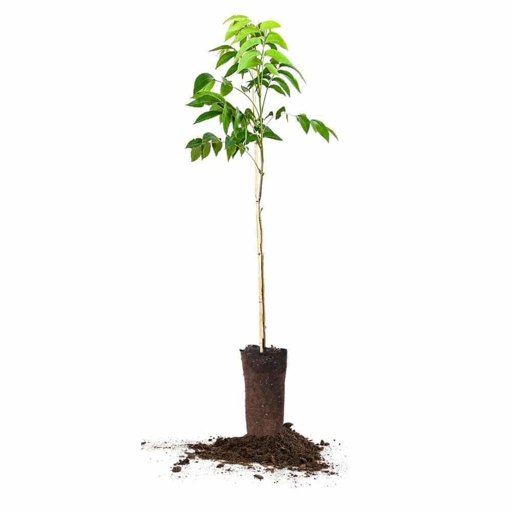 Mandan Pecan Tree for Sale | Buy Pecan Trees Online | Perfect Plants