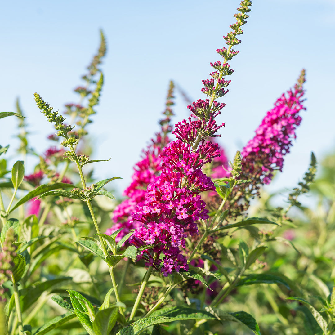 Miss Molly Butterfly Bush Information Butterfly Bush – Plant