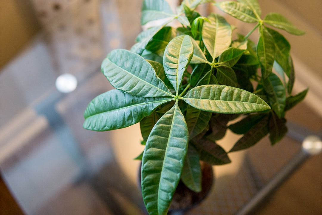 Japanese Money Tree Care Care Guide For The Money Tree (Pachira