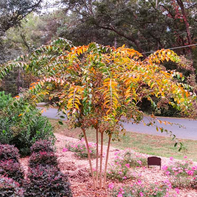 Natchez Crape Myrtle for Sale | Buy Flowering Trees | Perfect Plants
