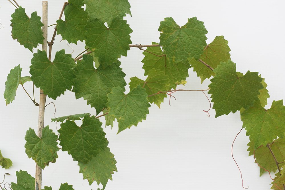 Noble Muscadine Grapes for Sale Buy Grape Vines Perfect Plants