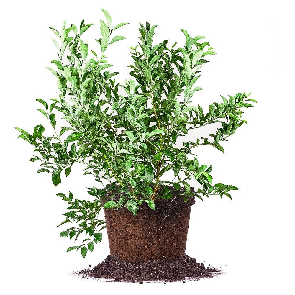 Premier Blueberry Bush for Sale | Buy Blueberry Bushes | Perfect Plants