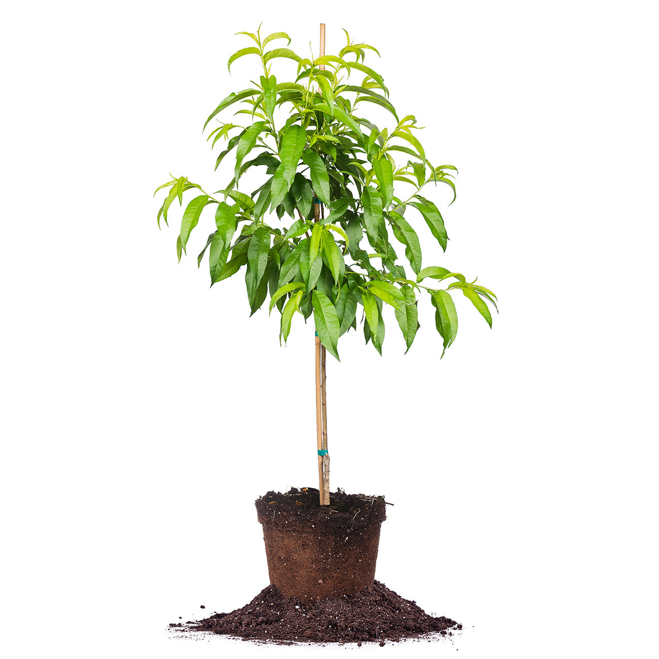 Red Gold Nectarine Tree for Sale | Perfect Plants