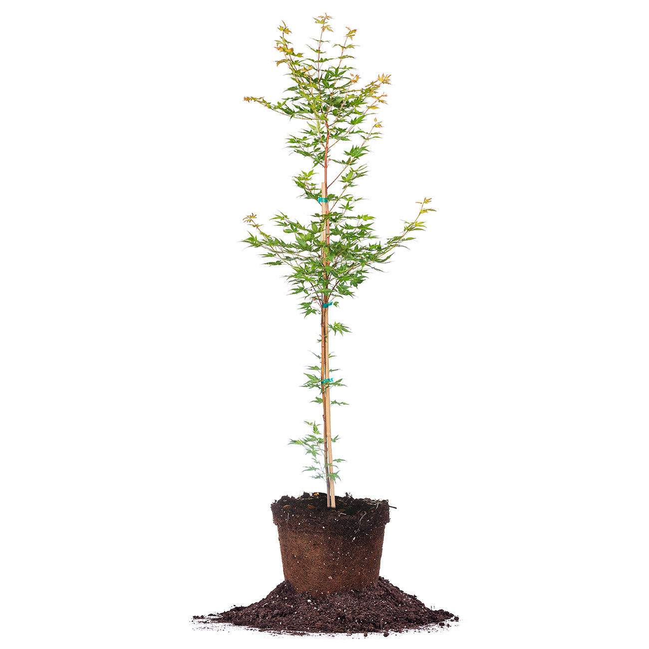 Buy Sango Kaku Coral Bark Japanese Maple Tree | Perfect Plants