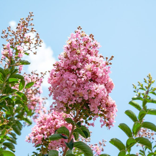 Sioux Crape Myrtle for Sale | Buy Crape Myrtles | Perfect Plants
