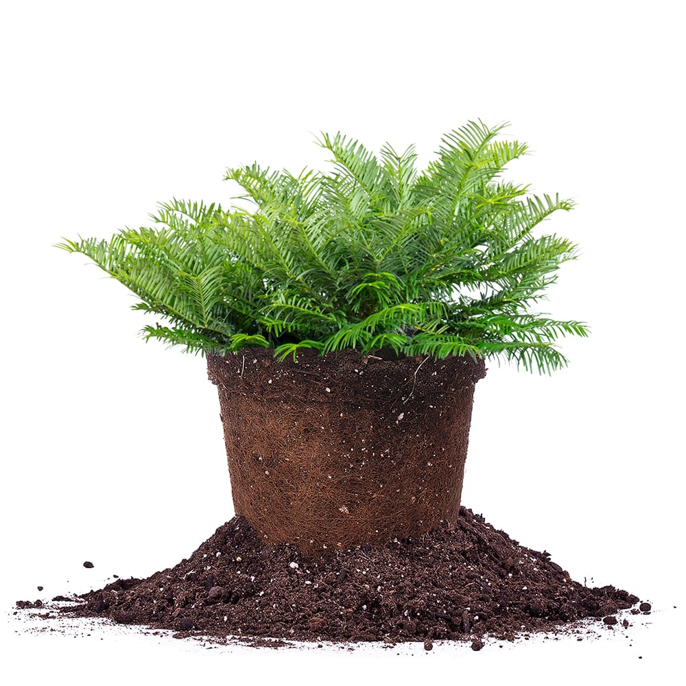 Japanese Yew for Sale | Buy Japanese Yew Online | Perfect Plants