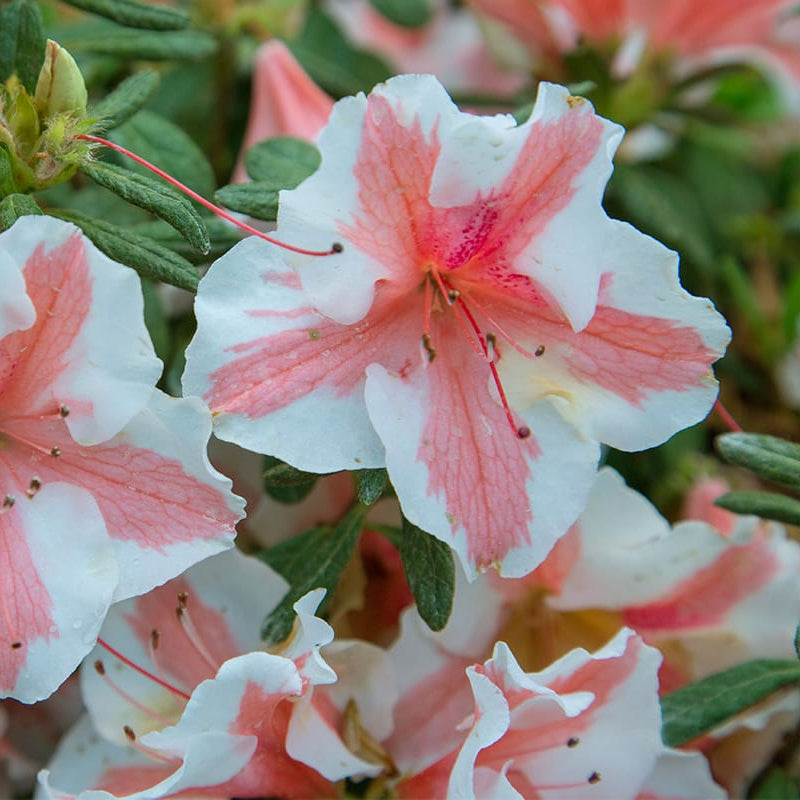 Autumn Starburst™ Encore® Azalea for Sale | Buy Encore Azaleas ...