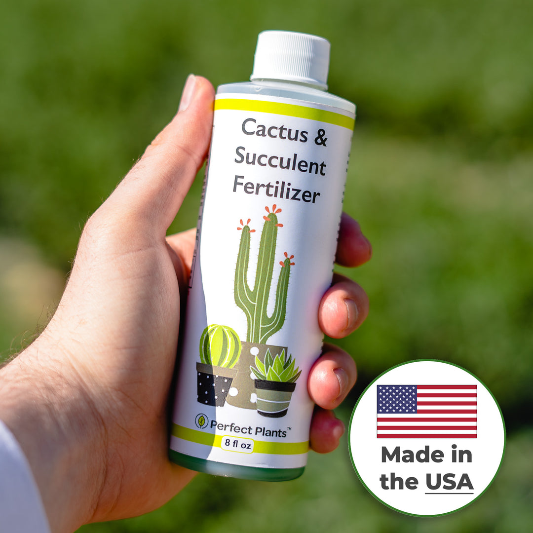 Buy Liquid Succulent Fertilizer for Cactus and Succulent Plants Perfect Plants