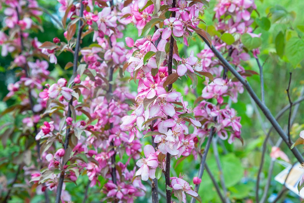 Flowering Crabapple Tree for Sale | Pink Flowering Tree | Perfect Plants