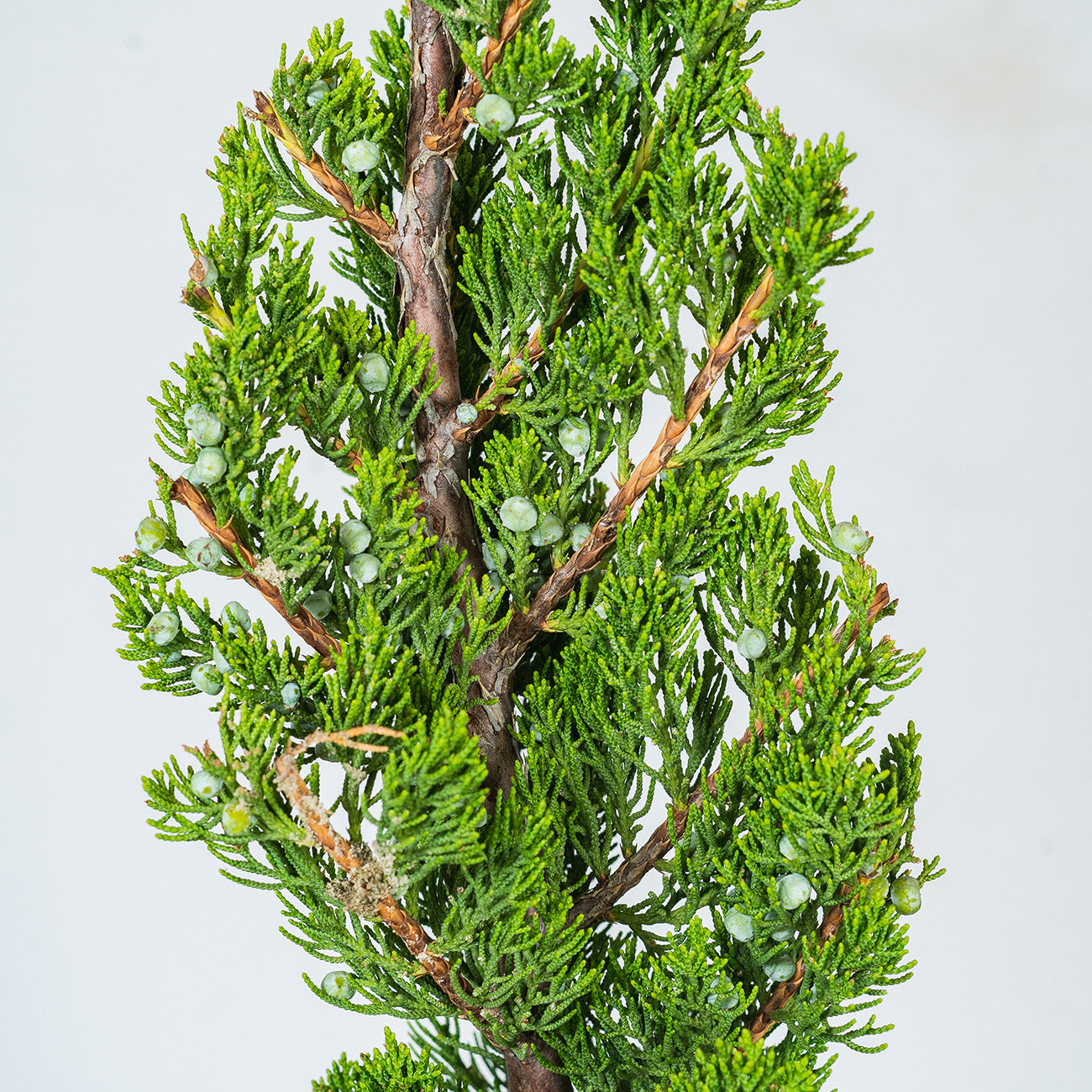 Juniper Leaves Hollywood Juniper Torulosa | Evergreen Shrub – Plants