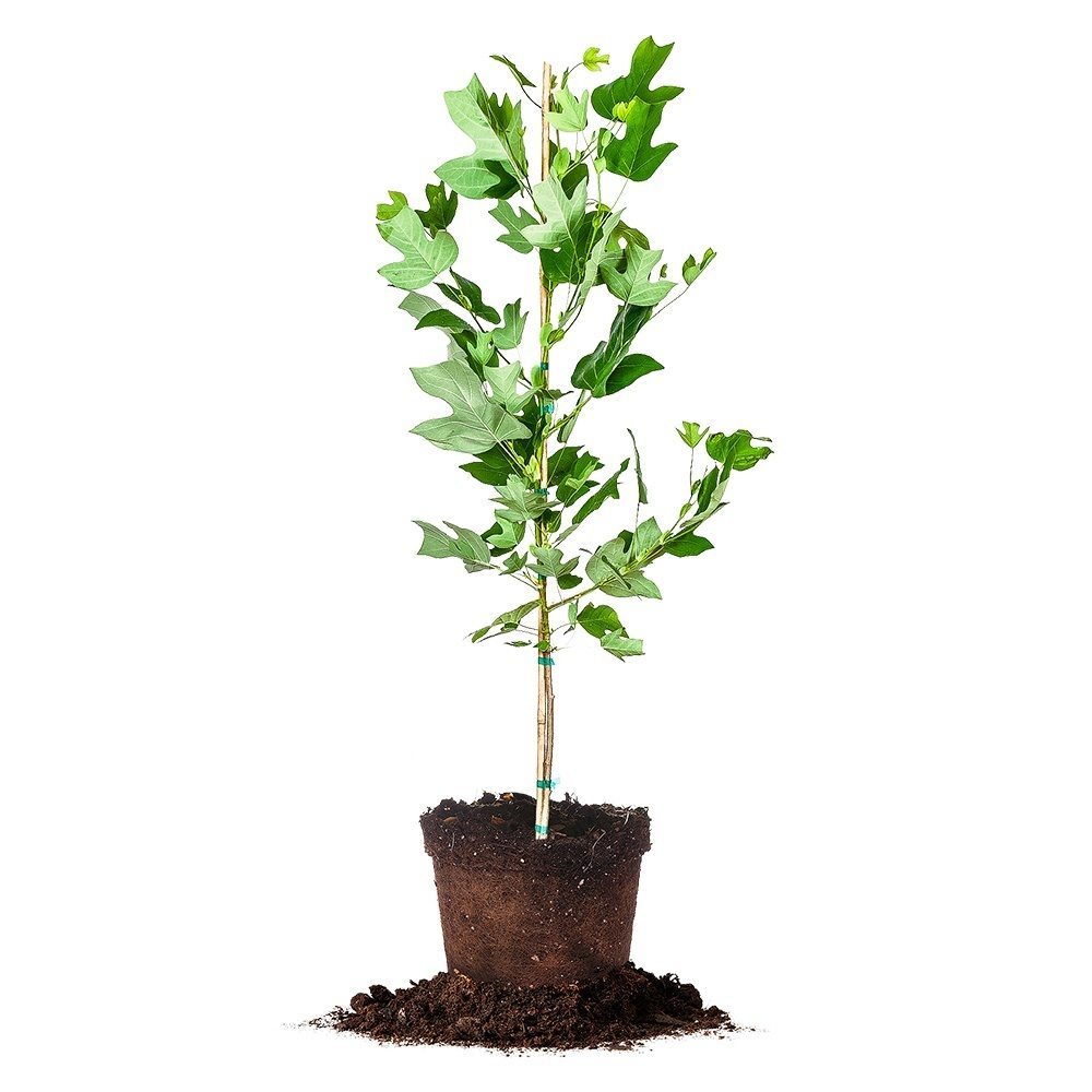 Shop Tulip Poplar for Sale | Buy Flowering Poplar | Perfect Plants