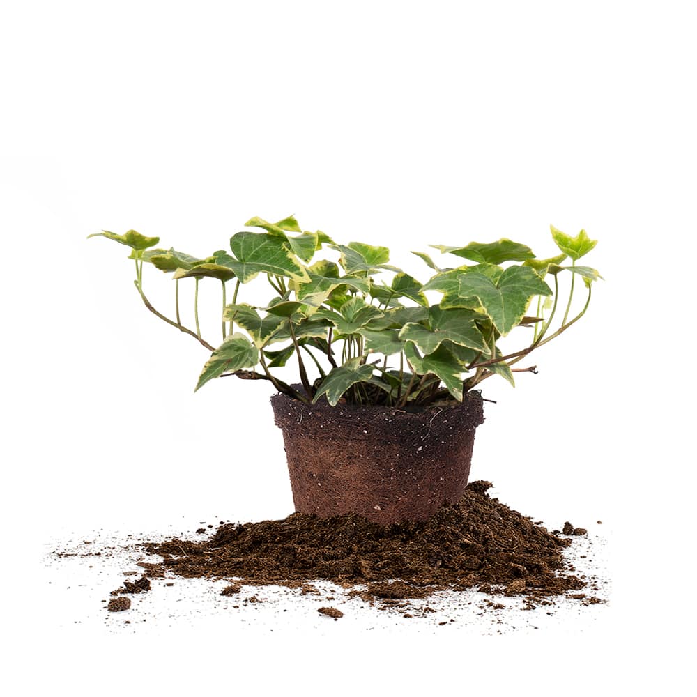 Variegated English Ivy for Sale | Buy Houseplants Online | Perfect Plants