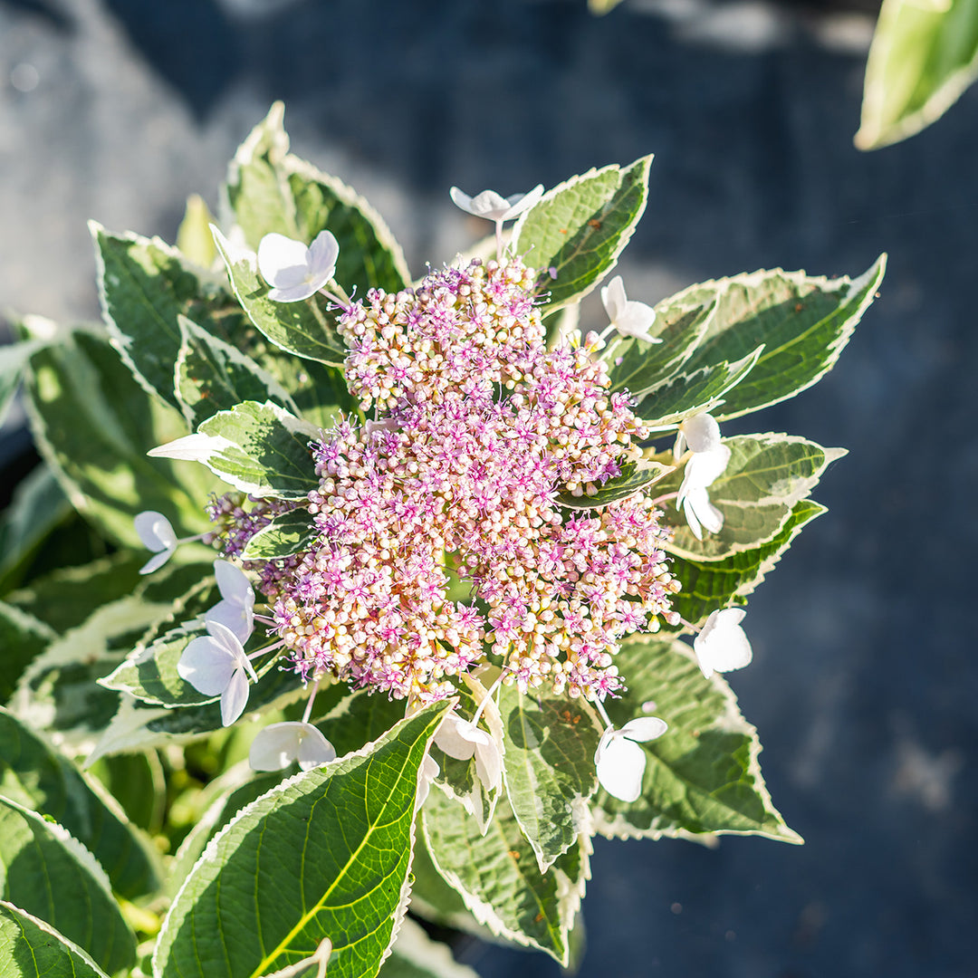 Hydrangea Macrophylla Leaf Hydrangea Cold Tolerance | Winter Hardiness