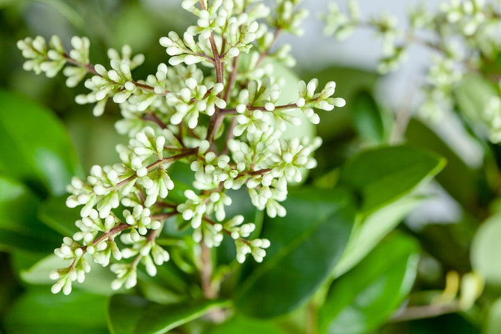 Live Evergreen Privacy Shrubs Waxleaf Privet (Ligustrum) - 20 Live ...