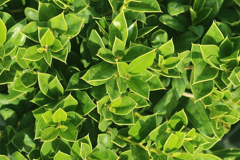 Buy Carissa Holly Shrub | Compact | Evergreen | Perfect Plants