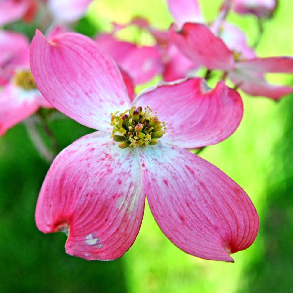 Red Dogwood Tree | Perfect Plants