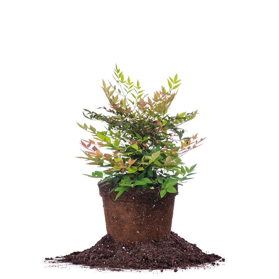 Dwarf Nandina Gulf Stream