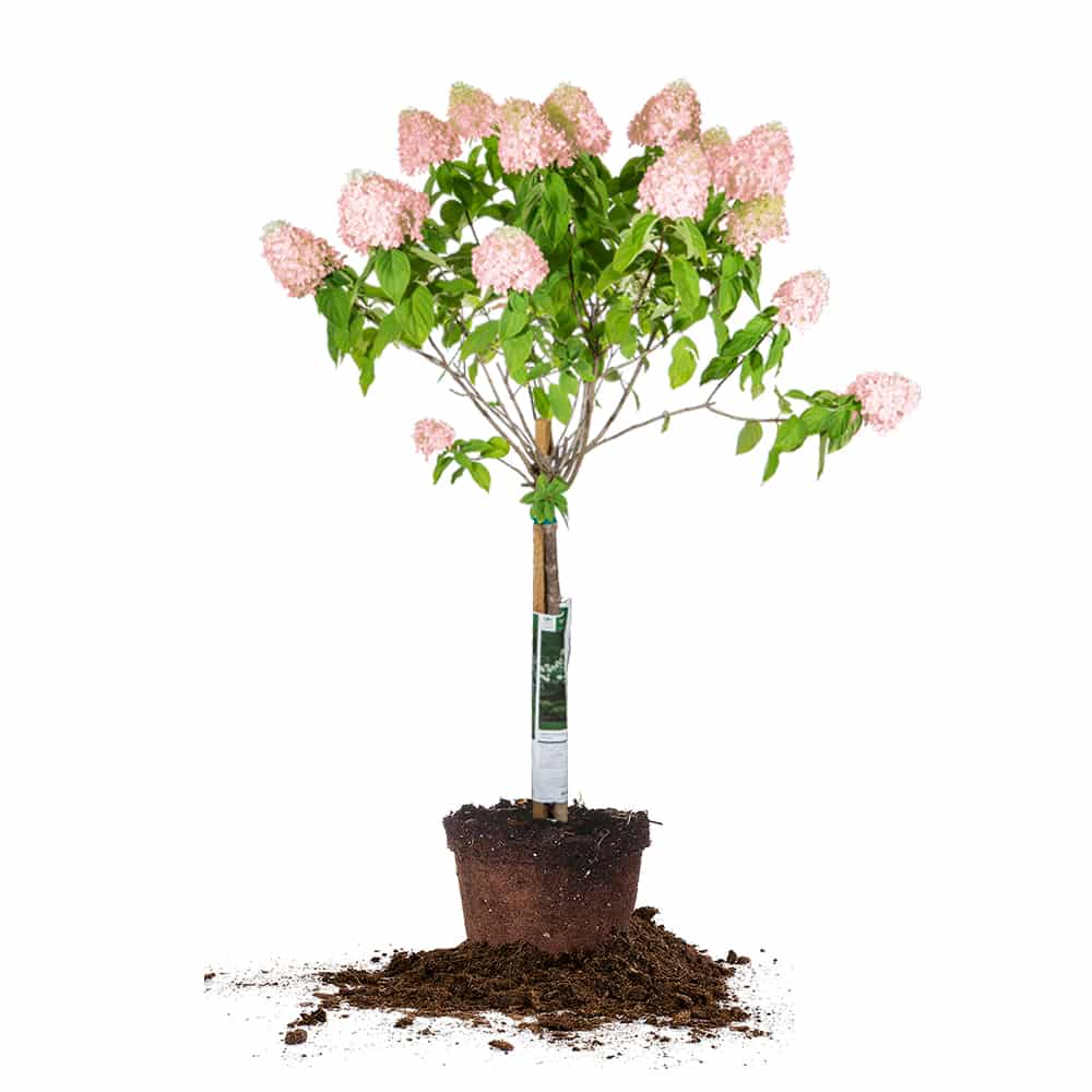 Pinky winky hydrangea tree store