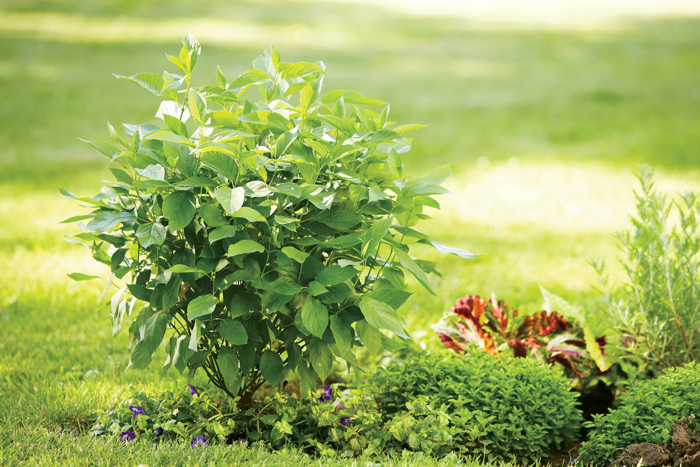 Buy Itea Little Henry Sweetspire for Sale | Perfect Plants