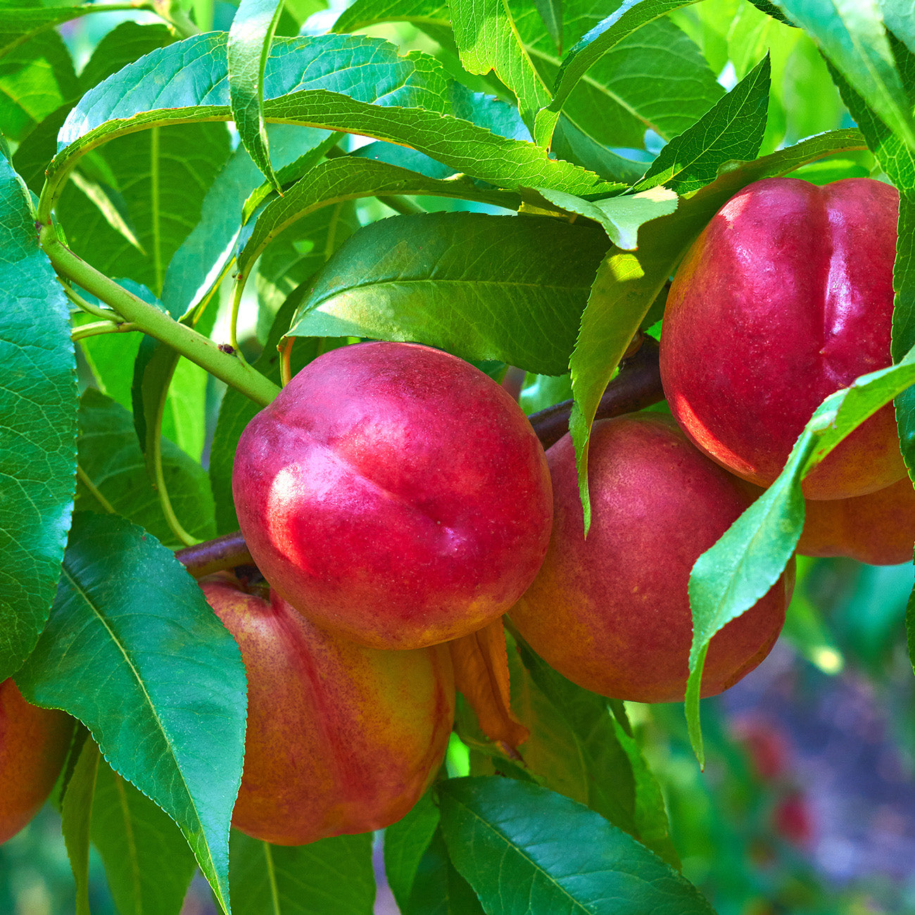 Buy Red Gold Nectarine Tree for Sale | Self Fertile | Perfect Plants