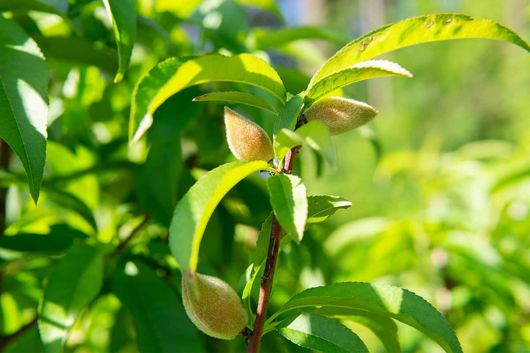 White Peach Tree Isn't It Interesting That The Peach Blossom Colors
