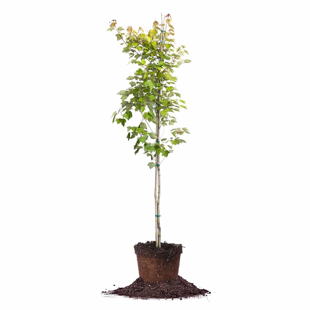 Summer Red Maple Trees | Perfect Plants – Perfect Plants Nursery